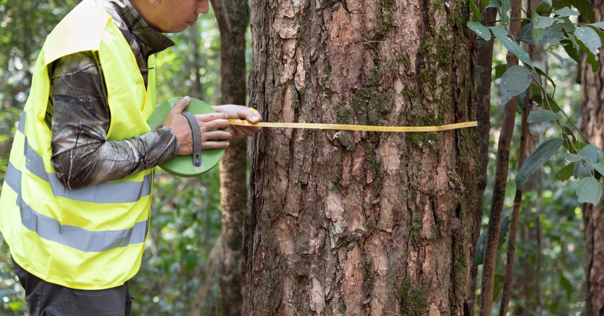 Tree Support Systems: What They Are and Why You Might Need Them